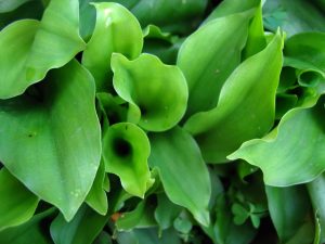 21 Khasiat Cekur Menurut Sains Dan Petua Amalan - Bidadari.My