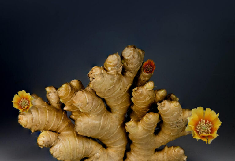 10 Khasiat Halia Untuk Kesihatan Dan Kecantikan. Ramai Tidak Tahu